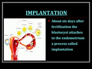 PLACENTA, PARTURITION AND LACTATION | PPT
