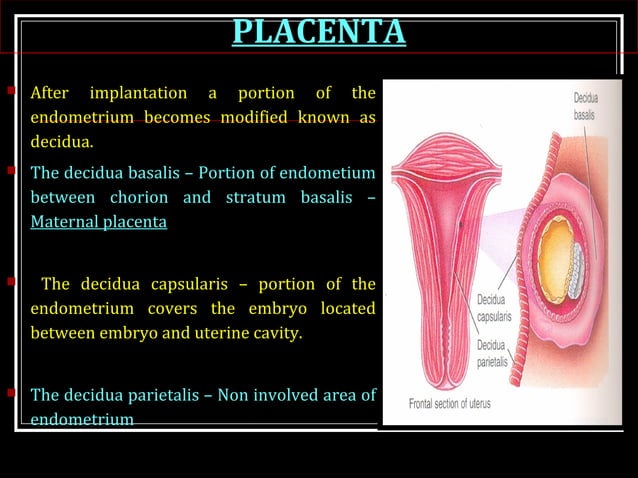 PLACENTA, PARTURITION AND LACTATION | PPT