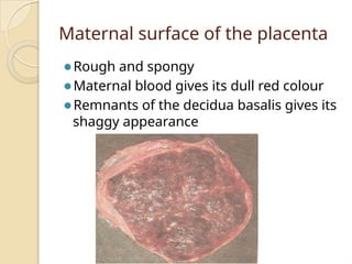 Placenta physiology and abnormalities IN PRE | PPTX