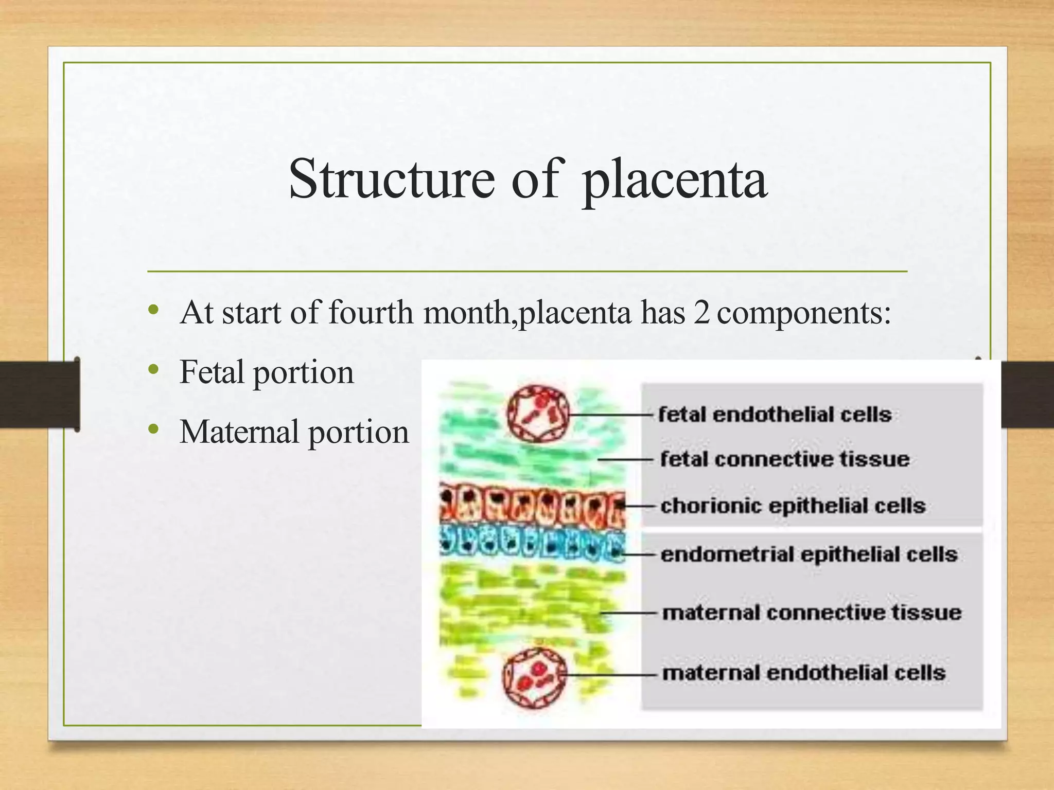 placenta | PPTX