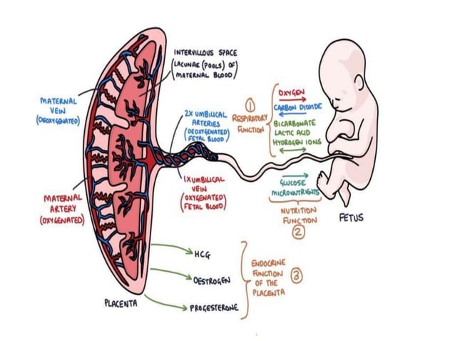 placenta | PPTX