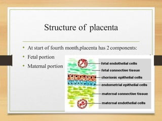 placenta | PPTX