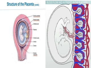 placenta | PPTX