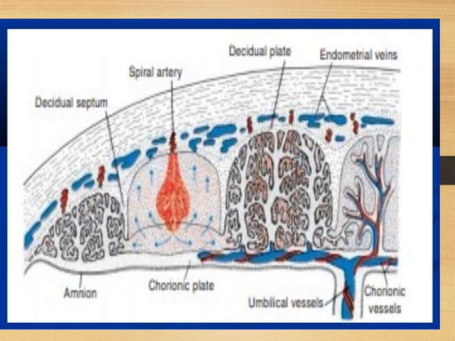 placenta | PPTX