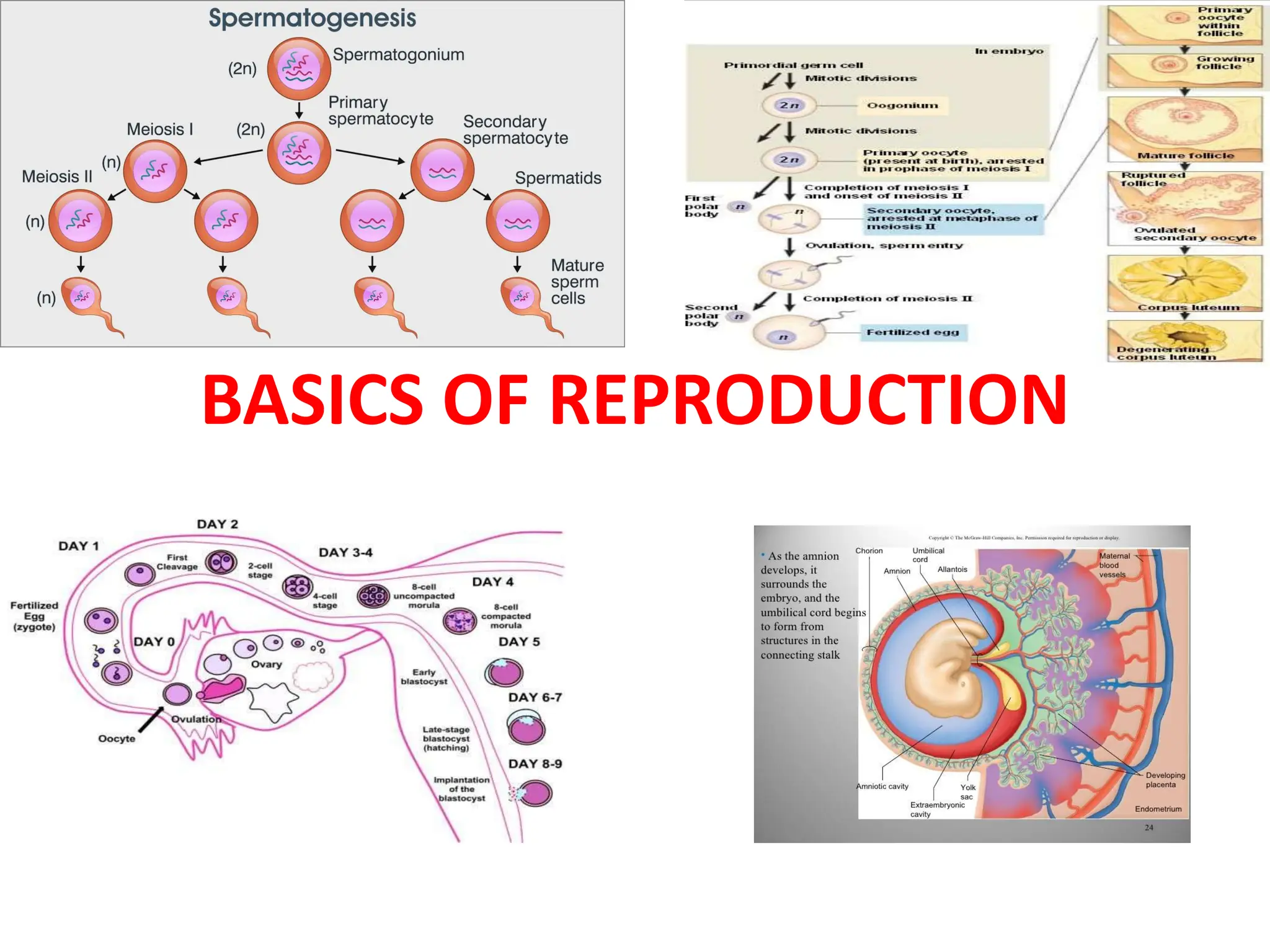 placenta ppt.pptx OBSTETRICS and gynaecologist | PPTX