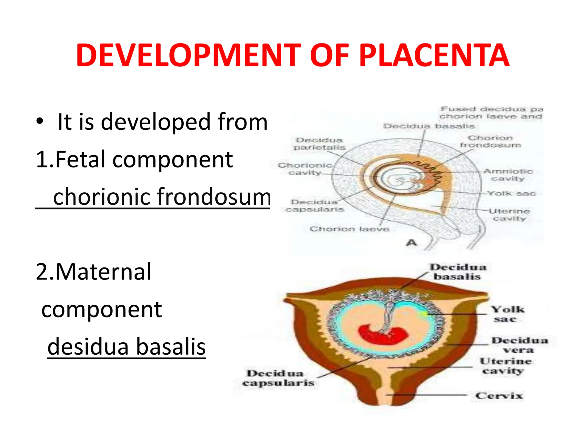 placenta ppt.pptx OBSTETRICS and gynaecologist | PPTX