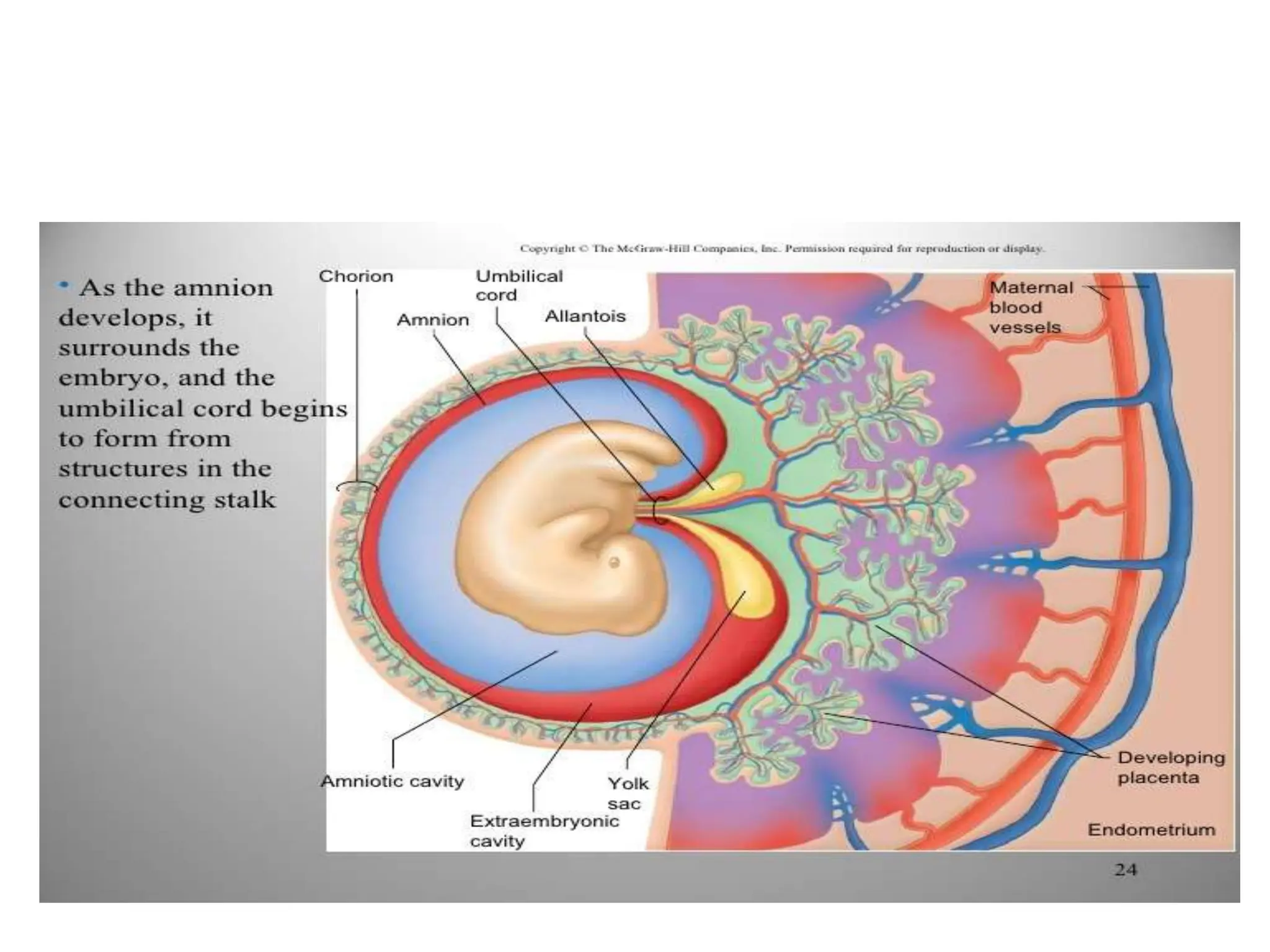 placenta ppt.pptx OBSTETRICS and gynaecologist | PPTX