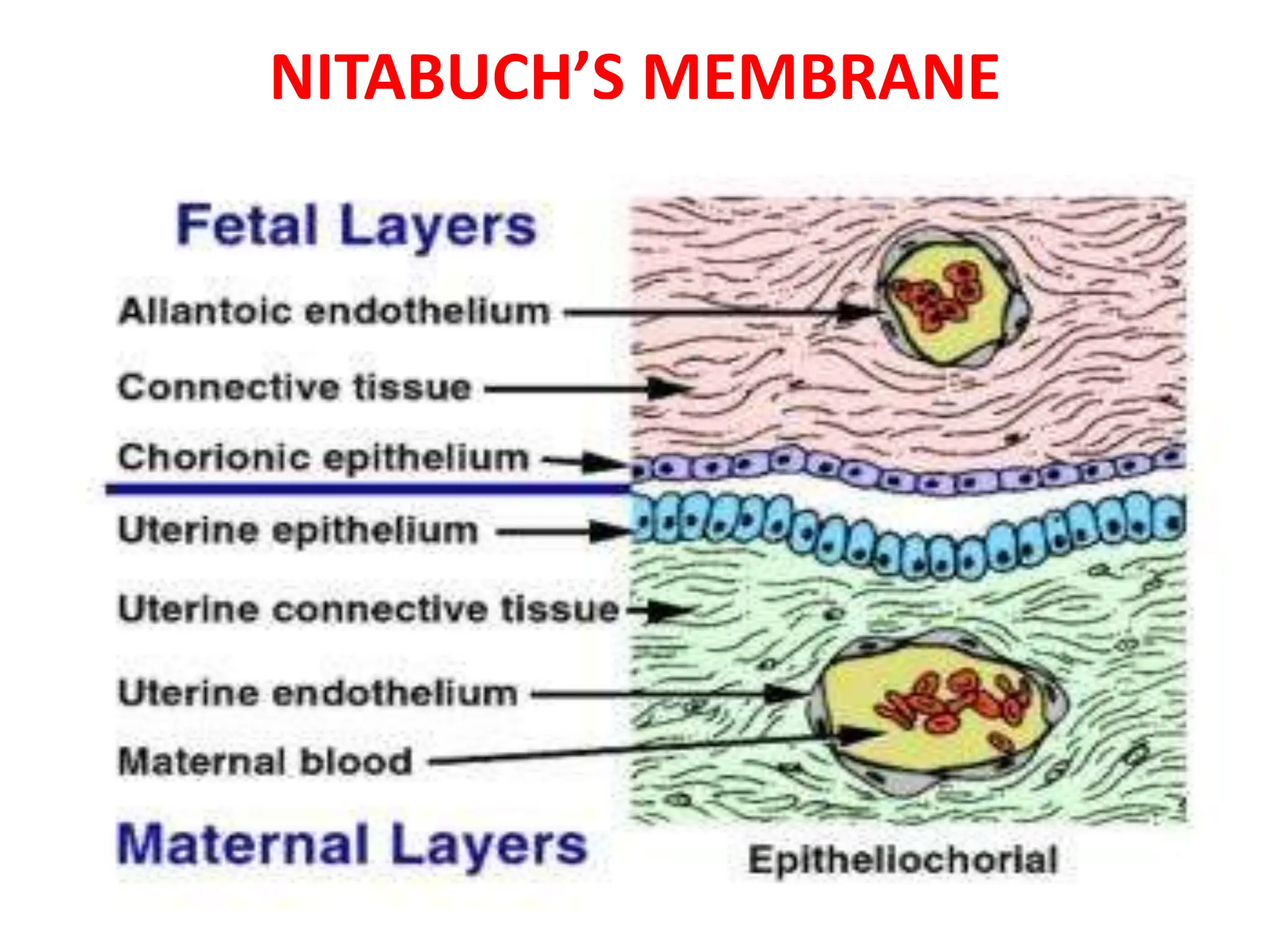 placenta ppt.pptx OBSTETRICS and gynaecologist | PPTX