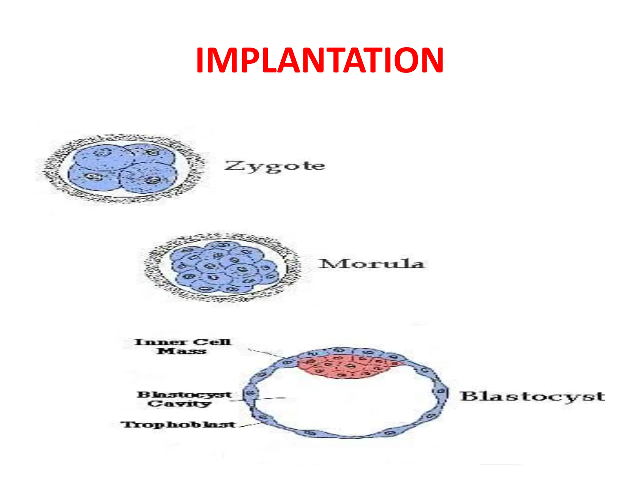Placenta Ppt Pptx Obstetrics And Gynaecologist Pptx