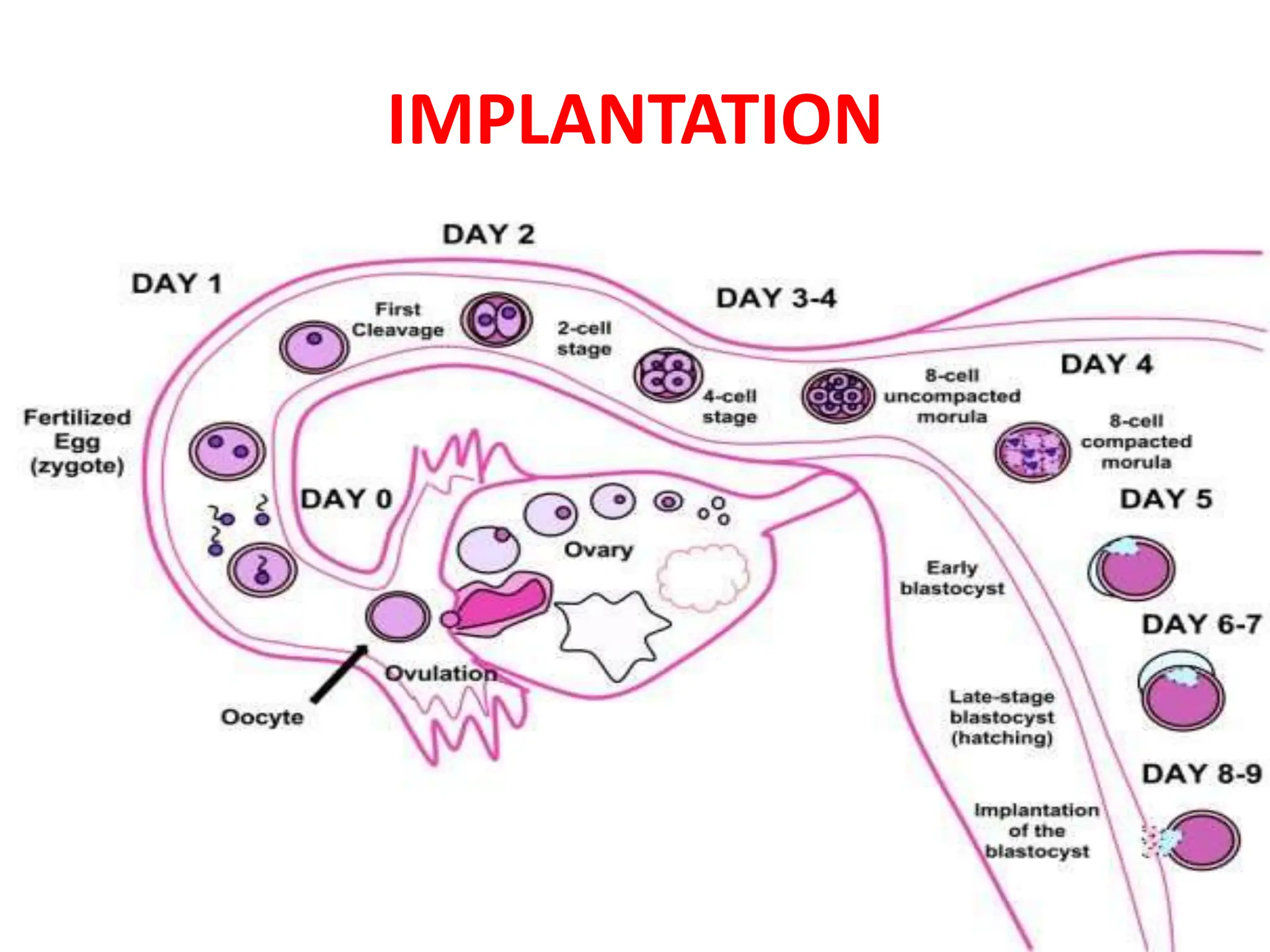 placenta ppt.pptx OBSTETRICS and gynaecologist | PPTX