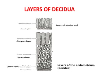 placenta ppt.pptx OBSTETRICS and gynaecologist | PPTX