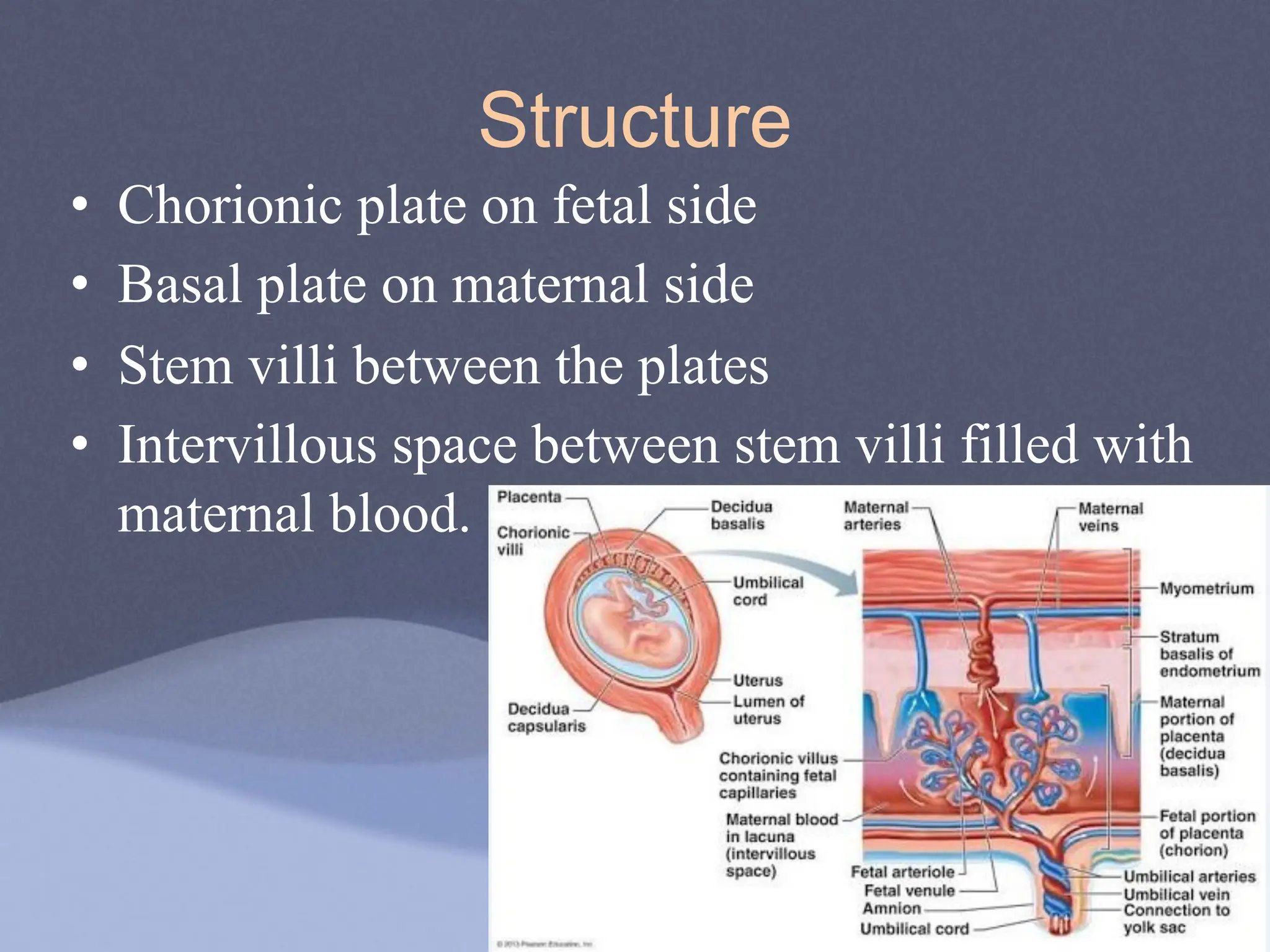 placenta grossing and it’s pathologies .pdf