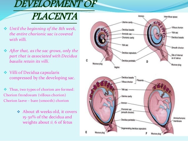 Placenta presentation 1