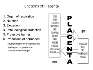 Placenta presentation (1).pptx