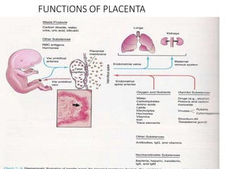Placenta presentation (1).pptx