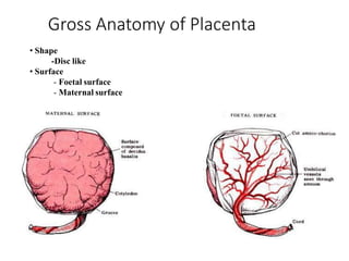 Placenta presentation (1).pptx