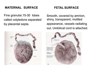 Placenta presentation (1).pptx