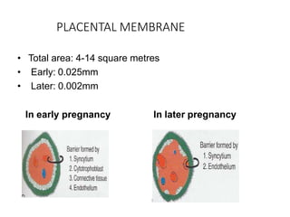 Placenta presentation (1).pptx
