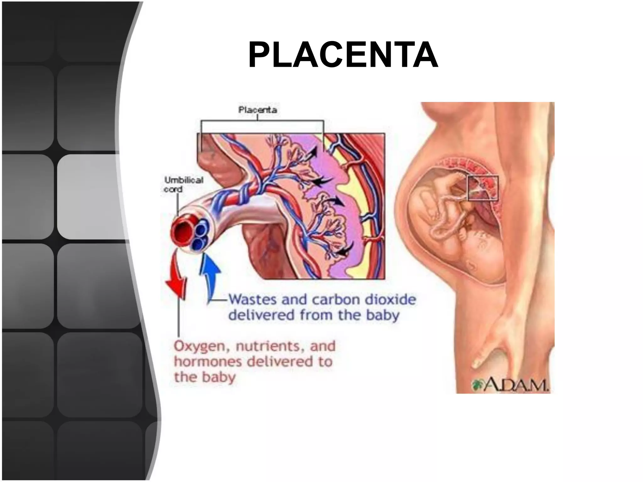 PLACENTA PREVIA.ppt.pdf