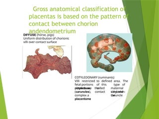 placenta , .pptx
