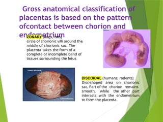 placenta , .pptx