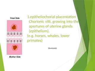 placenta , .pptx
