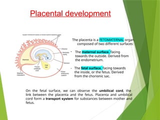 placenta , .pptx