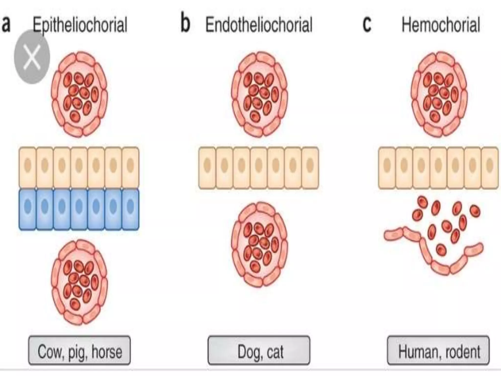 Placenta structure and functions | PPT