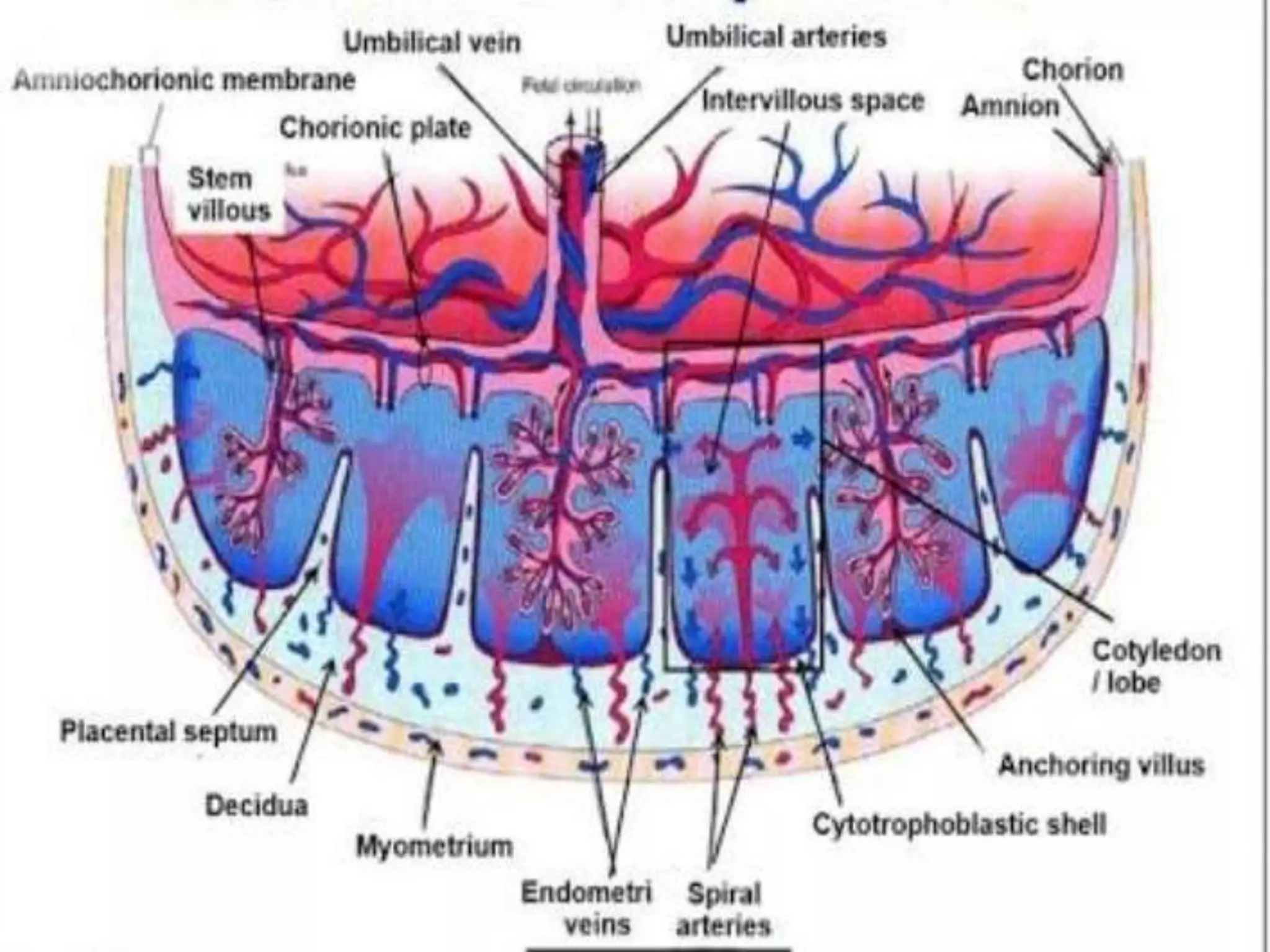 Placenta structure and functions | PPT
