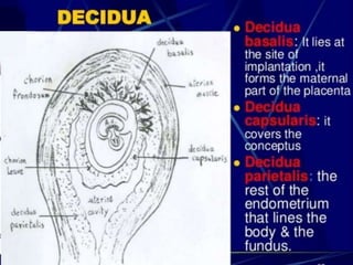 Placenta structure and functions | PPT