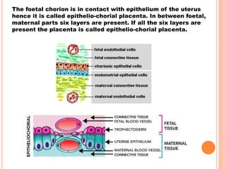 Placenta structure and types and function.pdf