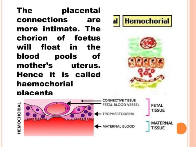 Placenta structure and types and function.pdf