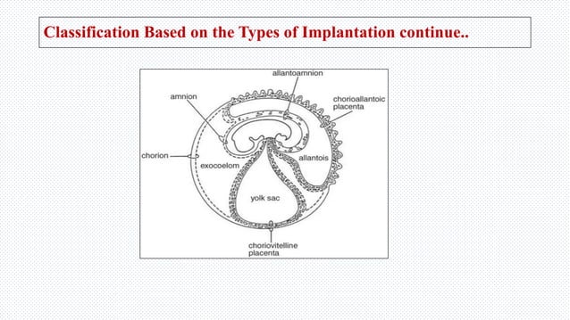 Placentation in Mammals | PDF