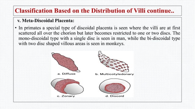 Placentation in Mammals | PDF