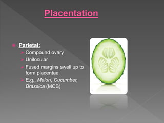 Placentation (Botany) | PPTX
