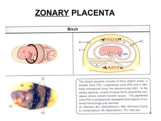 Placentation.ppt in domestic animals cattle | PPT