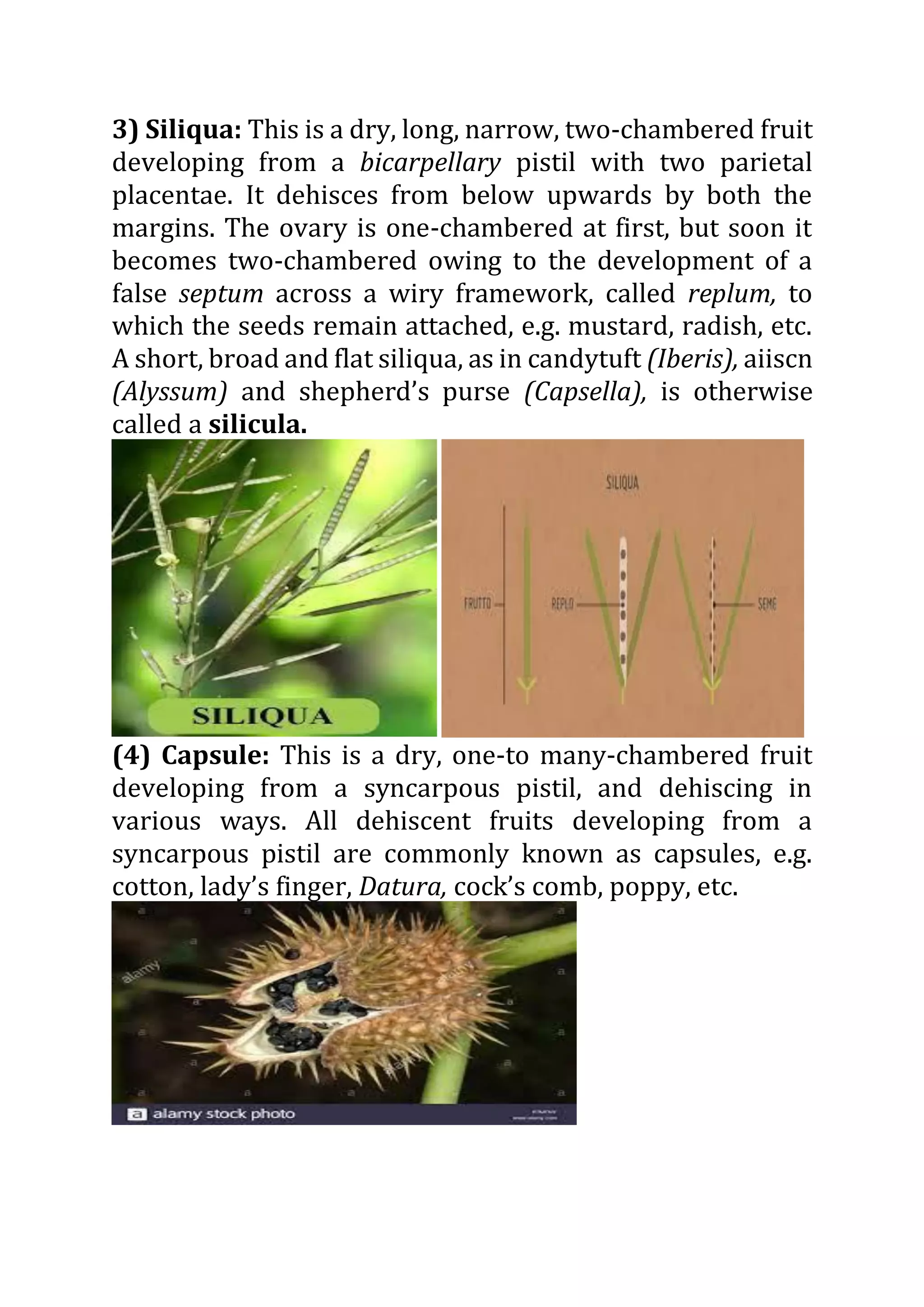 Placentation and fruits types.pdf