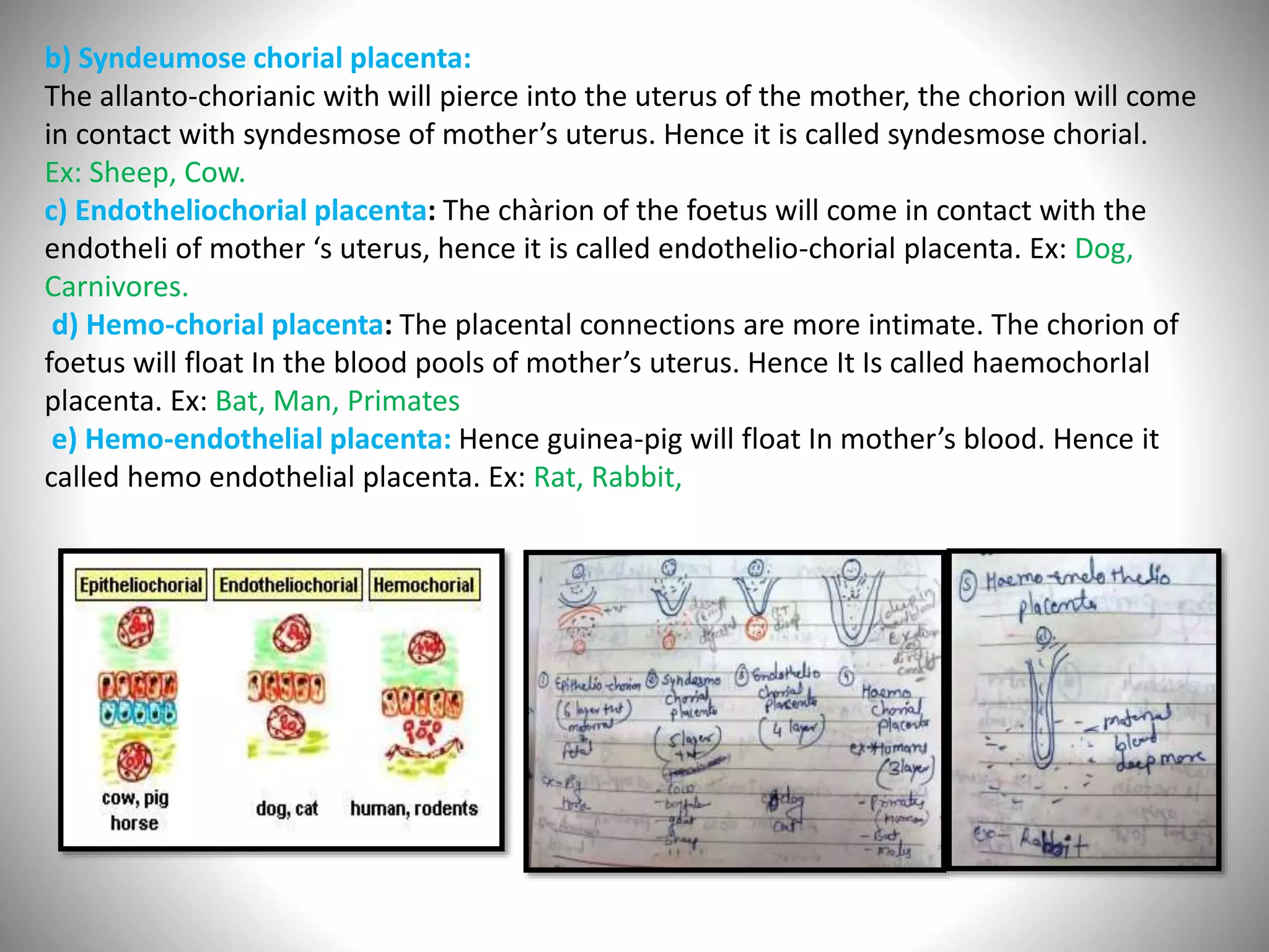 Placentation in mammal,classification of placenta and function | PPTX