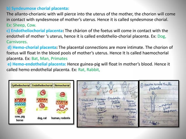 Placentation in mammal,classification of placenta and function | PPTX ...