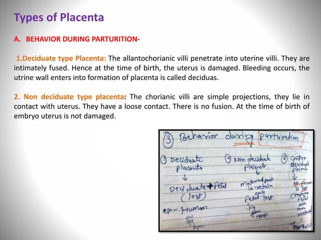 Placentation in mammal,classification of placenta and function | PPTX ...