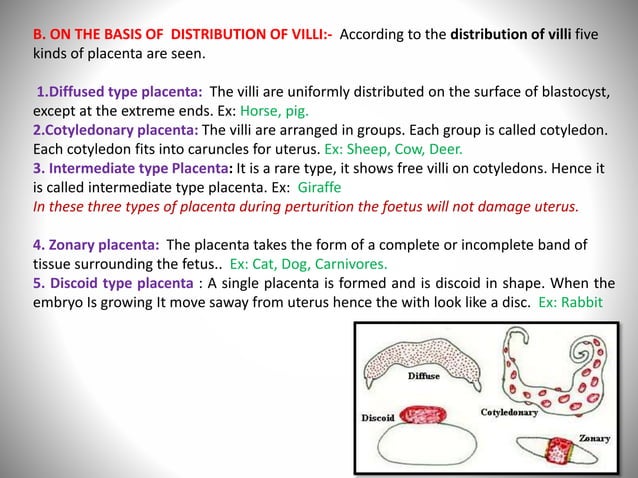 Placentation in mammal,classification of placenta and function | PPTX ...