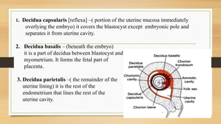 Placentation in mammals | PPTX