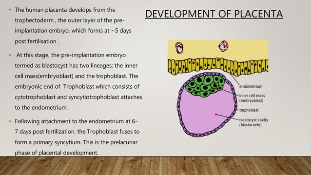 Placenta types and grading | PPTX | Pregnancy | Reproductive Health