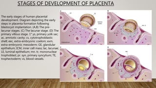 Placenta types and grading | PPTX