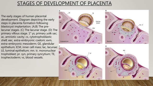 Placenta types and grading | PPTX | Pregnancy | Reproductive Health