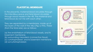 PLACENTA ULTIMATE anatomy seminar presentation | PPTX