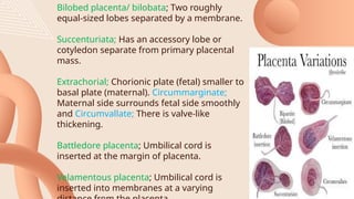 Placenta, Umblical cord, Amniotic fluid, and Hematological disorders in ...
