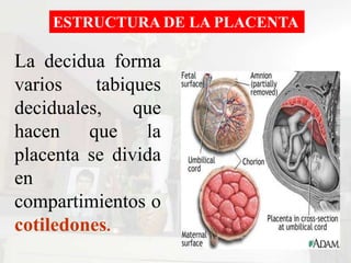 Placenta y cordon umbilical | PPTX