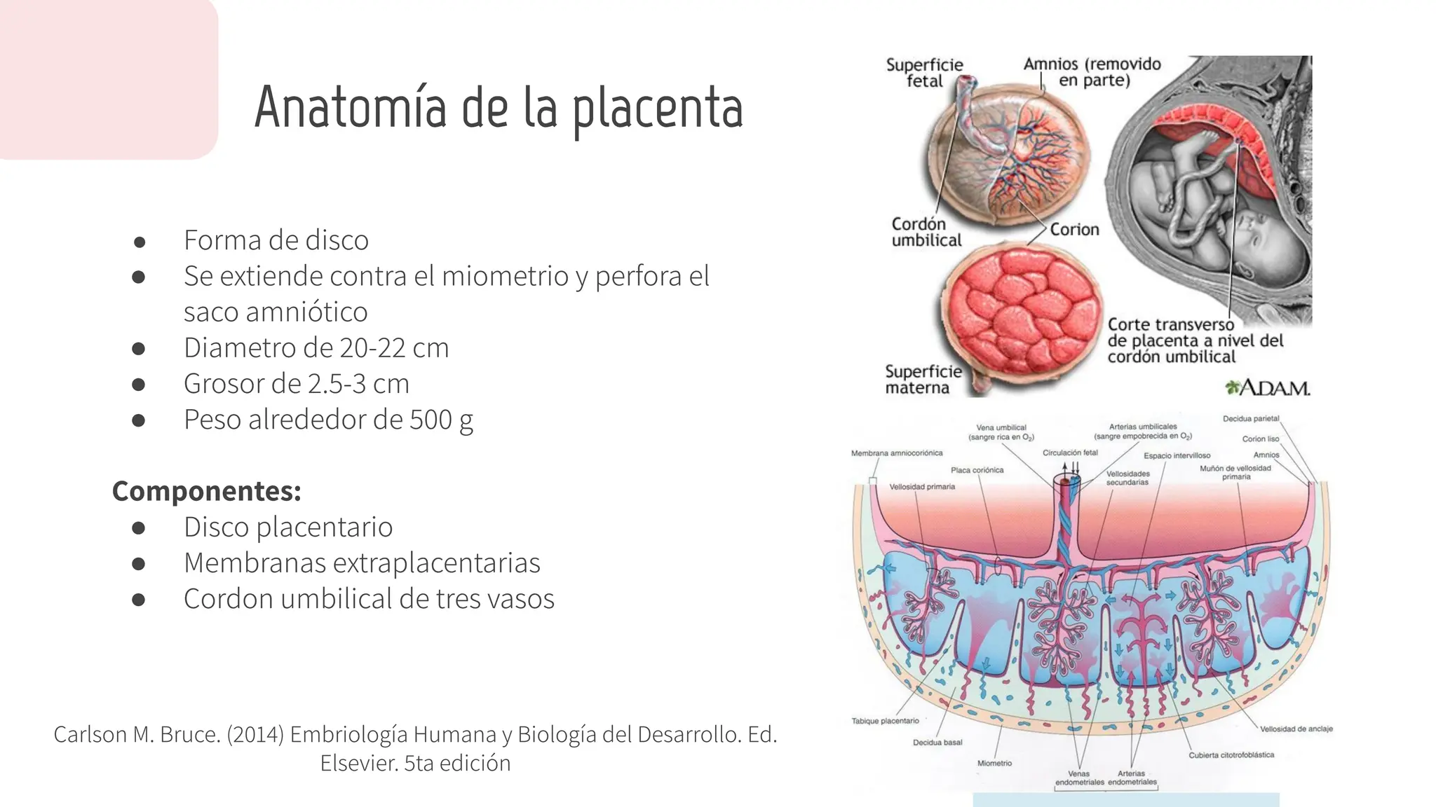 Placenta y líquido amniótico. presentacion de ginecologia y obstetricia ...