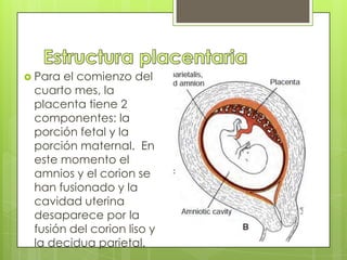 Placenta y membrana | PPTX